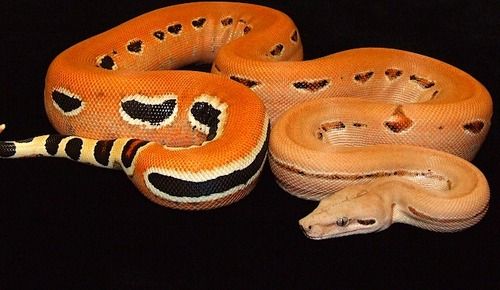 Scoria Boa un nacimiento único e imprebisible con el nombre de una roca.