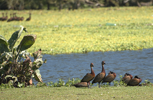 Playas de Brasil: Balneario Pinhal. Ubicación, características y fiestas