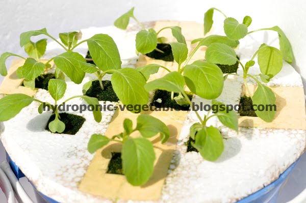 ผักไฮโดรโปนิกส์ hydroponics การปลูกพืชไร้ดิน: ผักไฮโดรโปนิกส์ Root ...