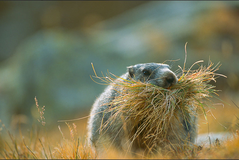 Beautiful Photographs: Wild Animals Photographs
