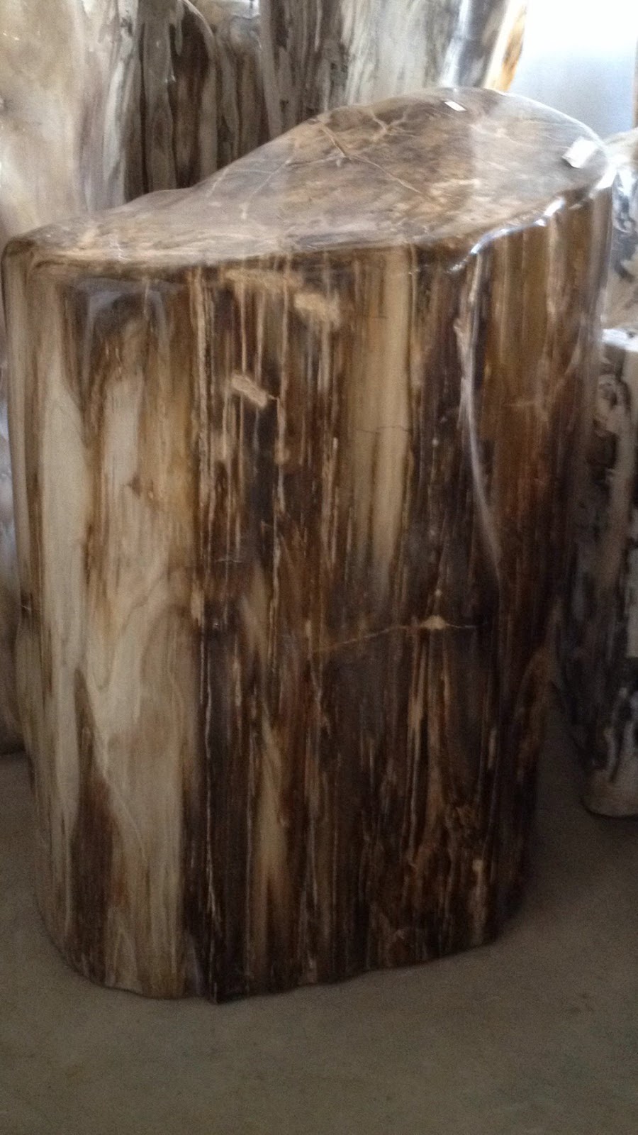 Relief Fosil Kayu - Fossil Wood Galery