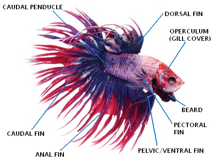Aqua Fanatic: Betta Anatomy