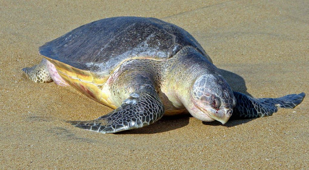 Pelancong Tegar: Penyu Bertelur di Pulau Tenggol