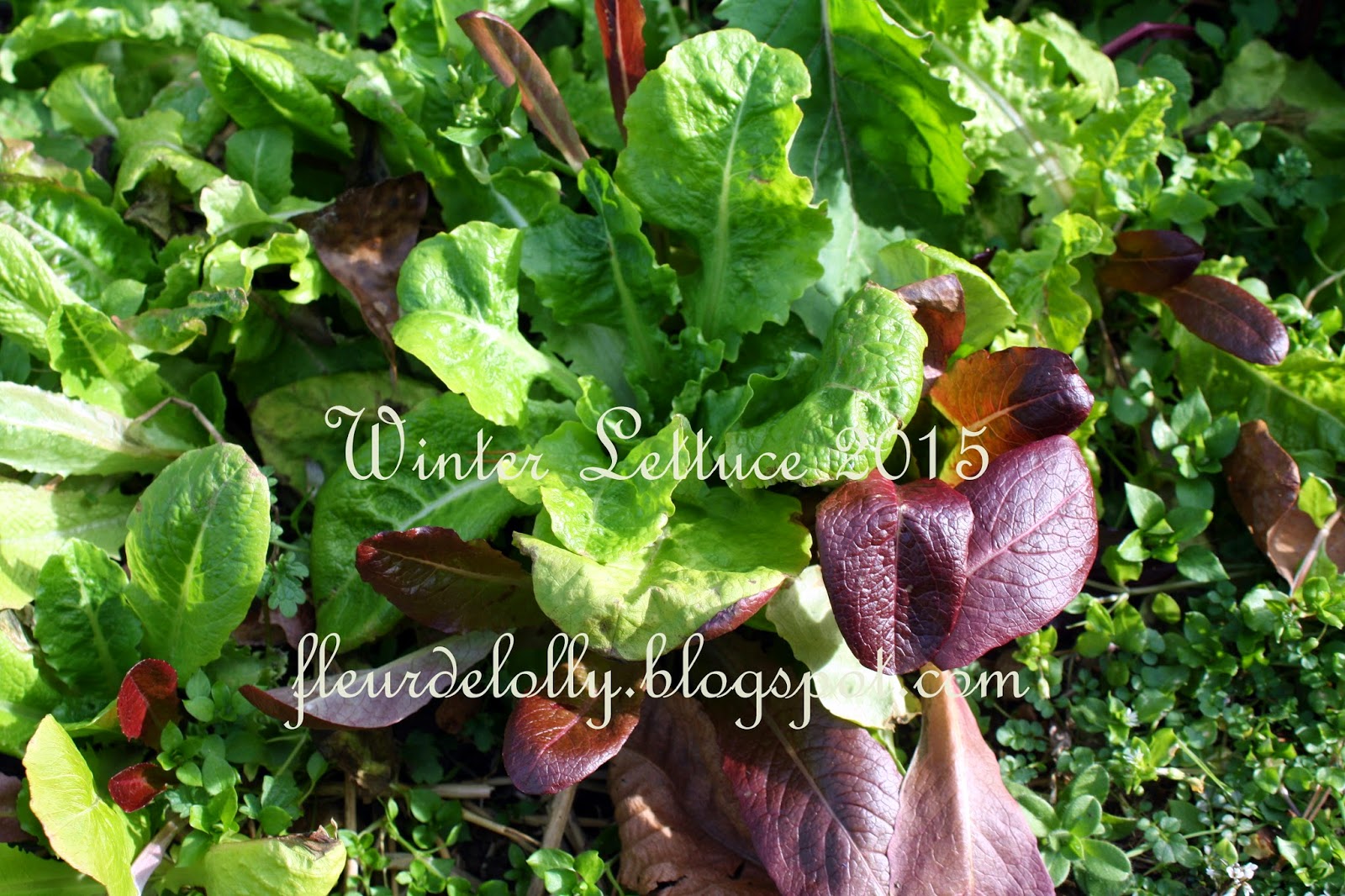 Fleur de Lolly: Winter Mixed Lettuce Salad with Herbes de Provence ...