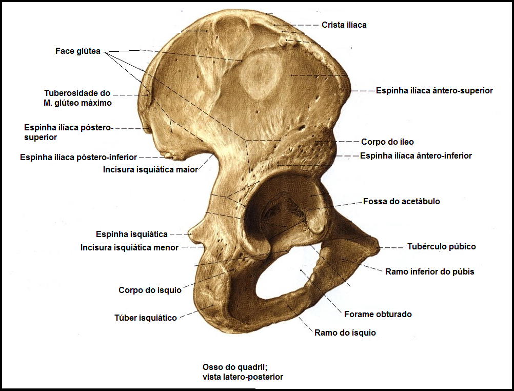 Ossos Do Quadril Anatomia - FDPLEARN