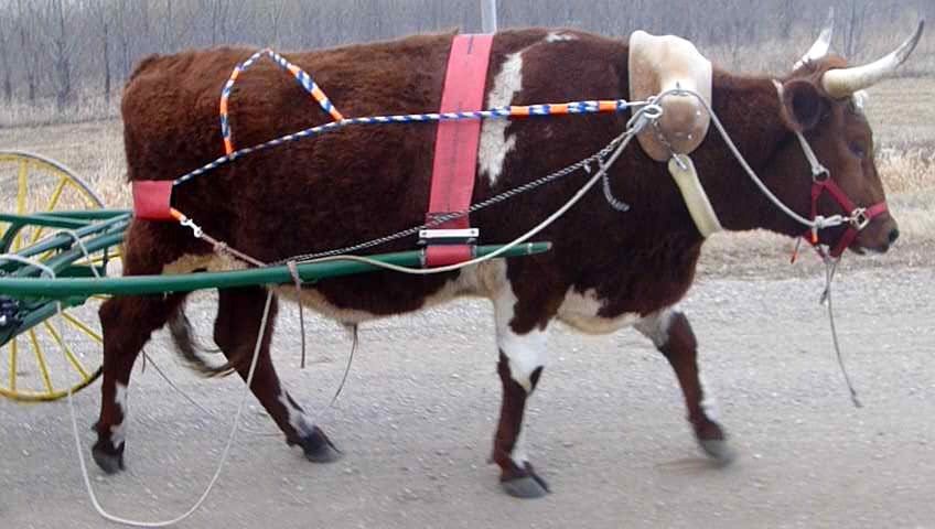 storybrookeripples: ox and dog blog: To Make a Single Ox Yoke, Part 18
