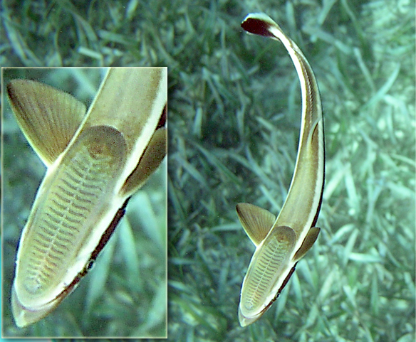 빨판 상어의 빨판은 어디에서 왔을까 ? (Origins of the Sucking Disc of Remora)