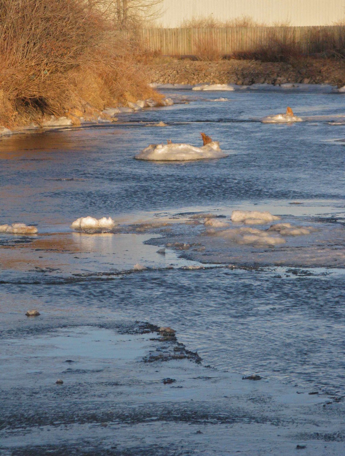 In the Company of Plants and Rocks: Plants + Fluvial Processes = Fish