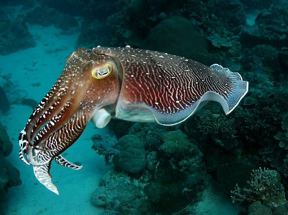 கடல் காற்று: cuttlefish (கணவாய் மீன்)