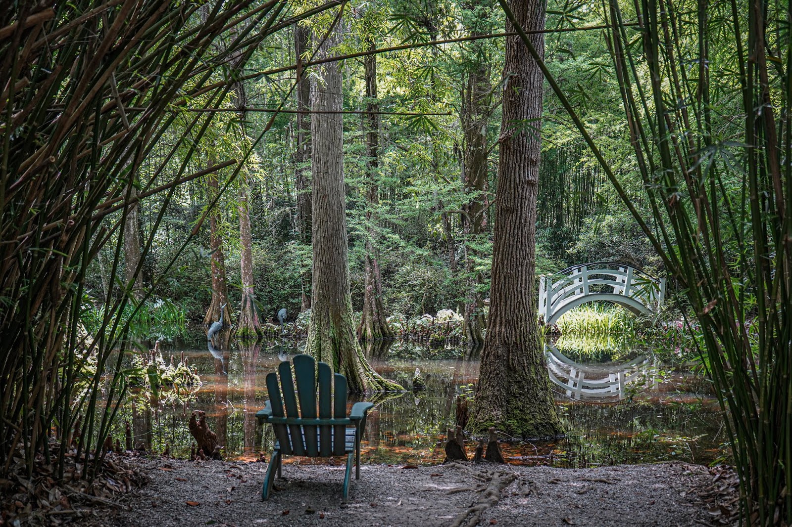 Charleston Daily Photo: Magnolia Plantation walking