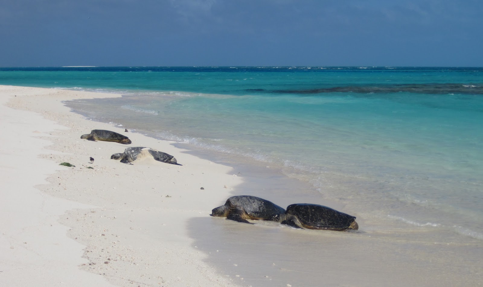 French Frigate Shoals (Kānemilohaʻi):Tern Island Blog