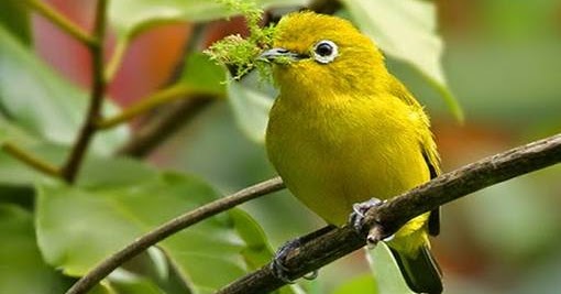 Mengenal Lebih Jauh Burung Pleci, Asal Usul dan Sejarahnya