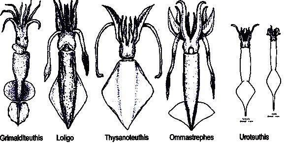 Reproduksi dаn Siklus Hidup Cumi Cumi | IKAN DAN LAUT