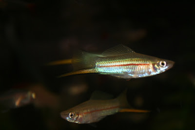 Shamudra Bilash: Sword Tail & Molly Fish