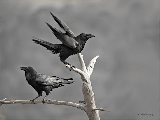 NATURANAFOTOS: Cuervo