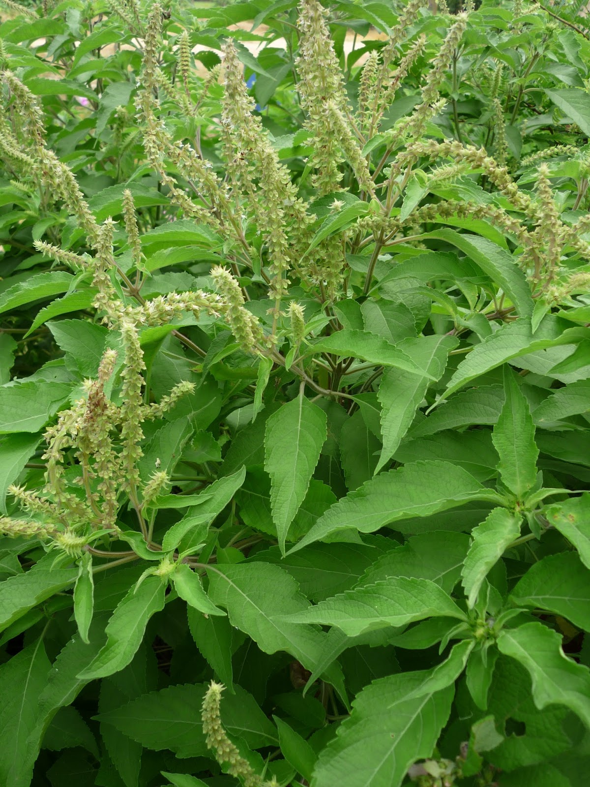 Nigerian Herbs & Their Uses: Health Benefits Of Yoruba, Igbo & Hausa ...