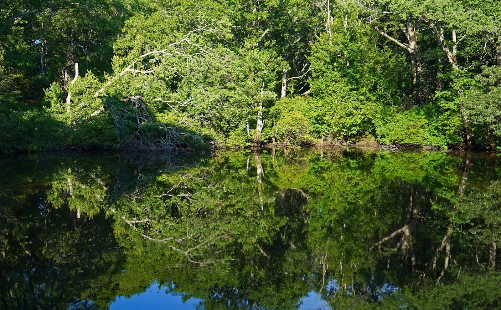 Joe's Retirement Blog: Pond Life, Manomet, Plymouth, Massachusetts, USA