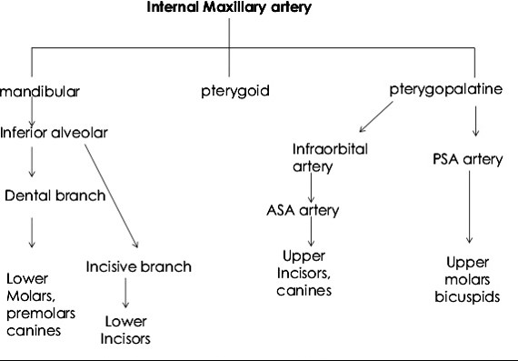 Dental Pulp- Morphology, Histology, Structure and Function