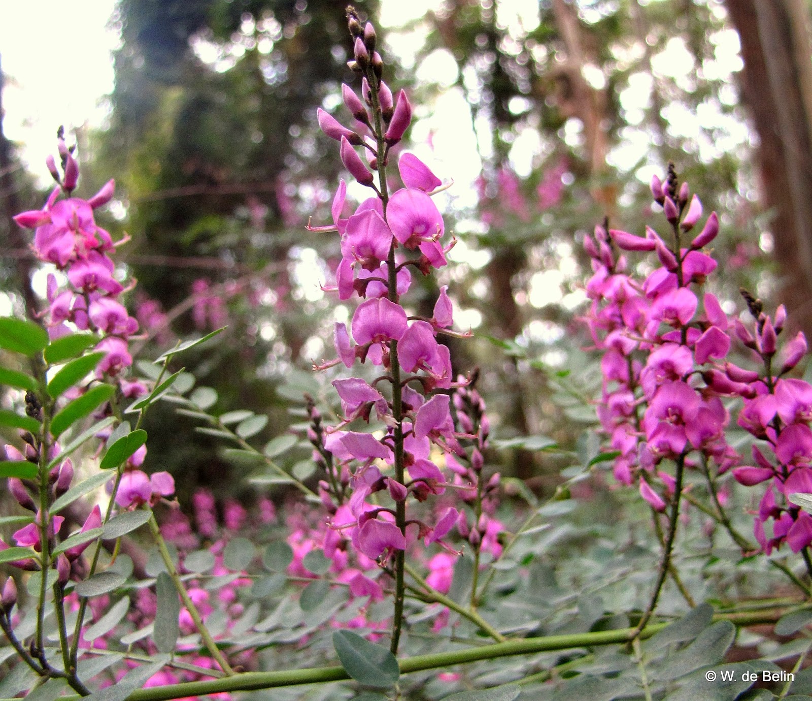 Sydney's Wildflowers and Native Plants: Inigofera ausralis - Native Indego.