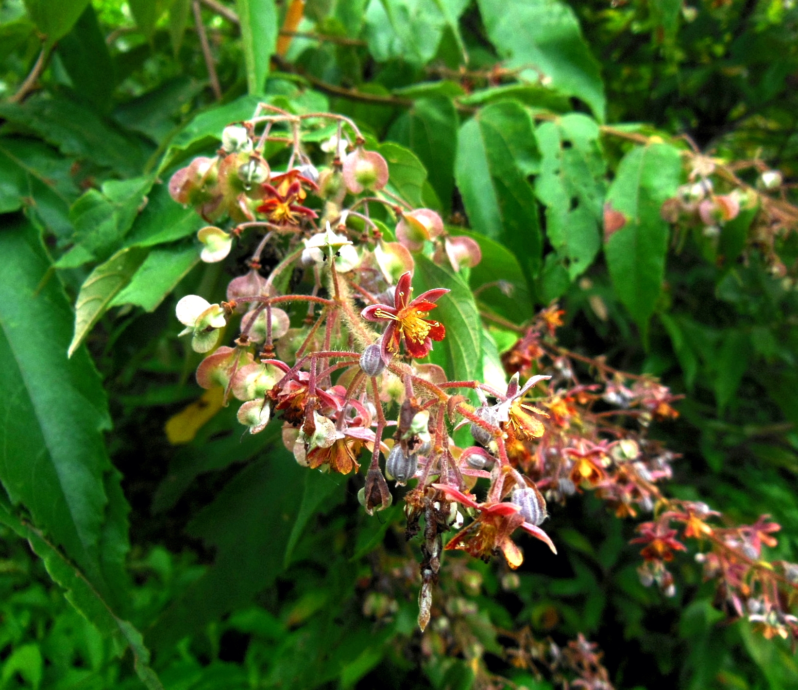 Plants and places: a list of places in the Philippines that were named ...