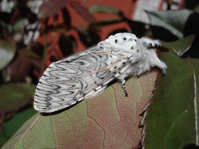 Puss Moth - True Wildlife Creatures