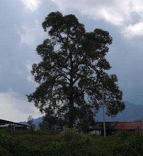 Durian Info: Pruning and Training The Durian
