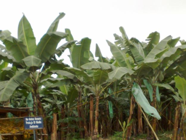 AgroNetBlog: Bananeras deberán obtener fichas o licencia ambienta
