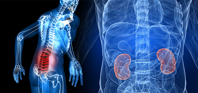 About kidneys – The hero of your body. - Medical Yukti