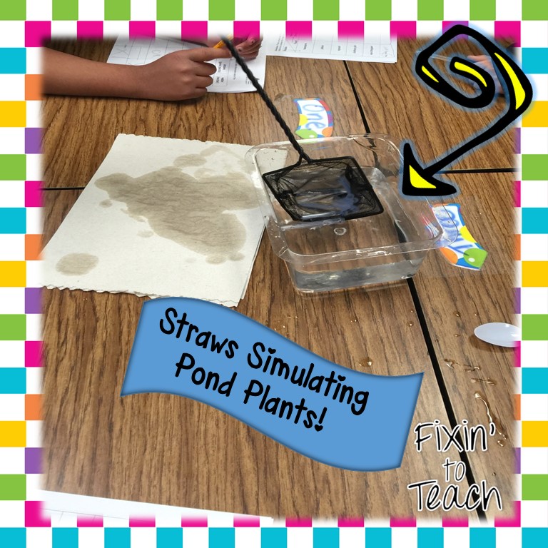 Get Your Own Food! A Bird Beak Adaptation Activity | Fixin' to Teach