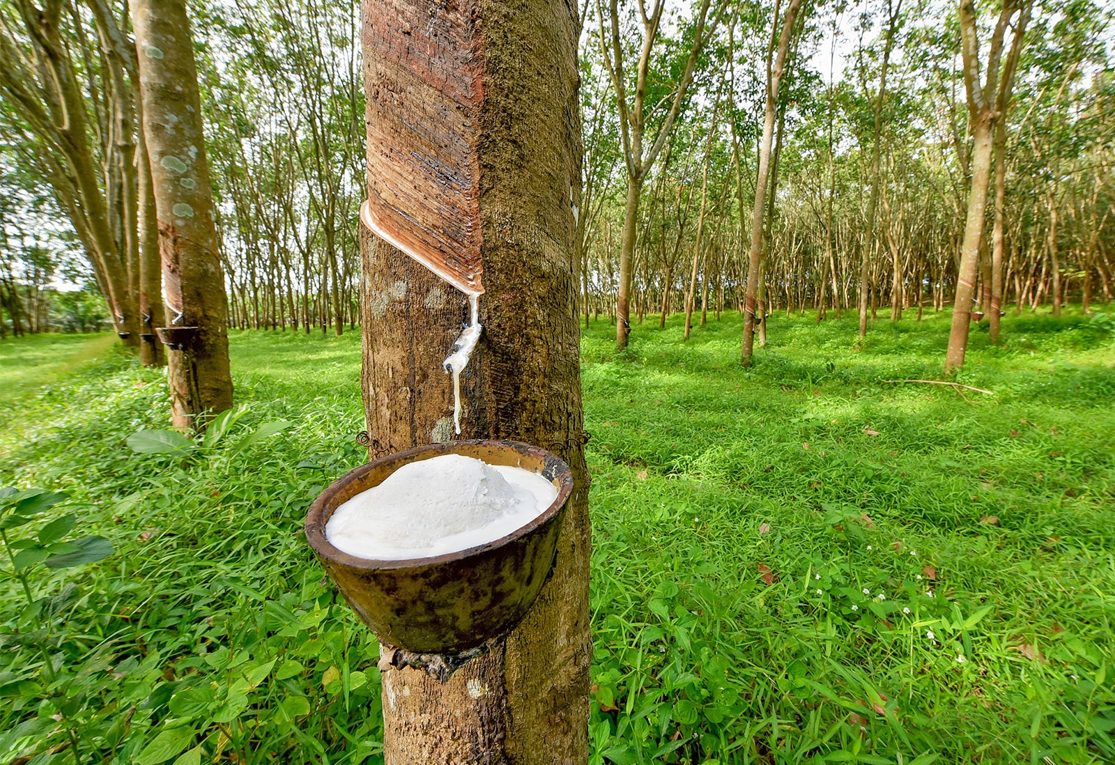 Kauçuk Nedir, Kauçuk Tarihçesi - Tekstil Sayfası