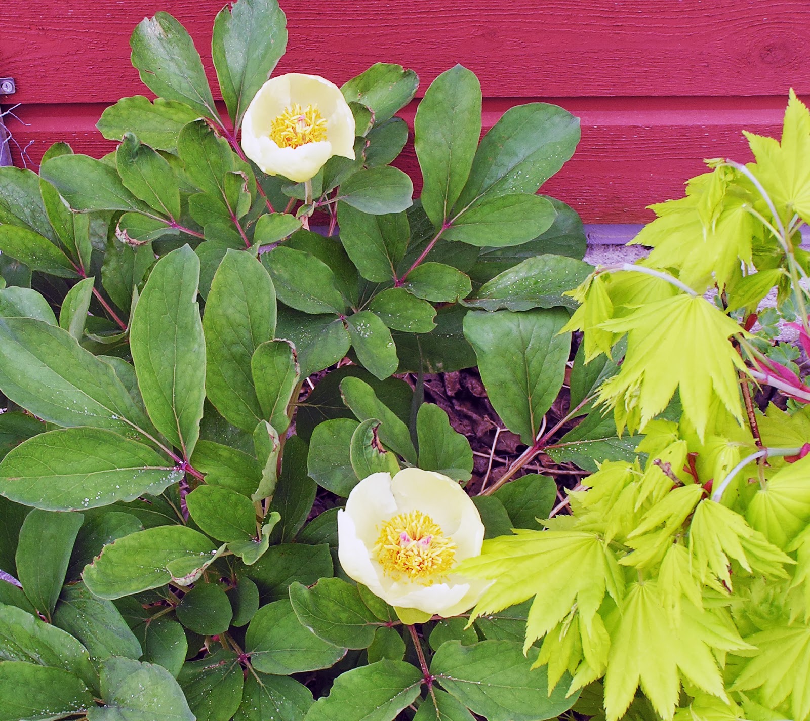 Poppys trädgårdsblogg: Gul pionblomma med svåruttalat namn