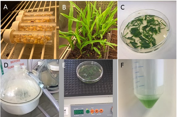 Plant ProChip: Introducing Protoplasts Part II