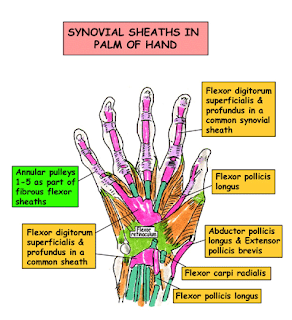 موقع الدكتور أحمد كلحى: صور تشريح Anatomy of the Upper Limb : Cubital ...