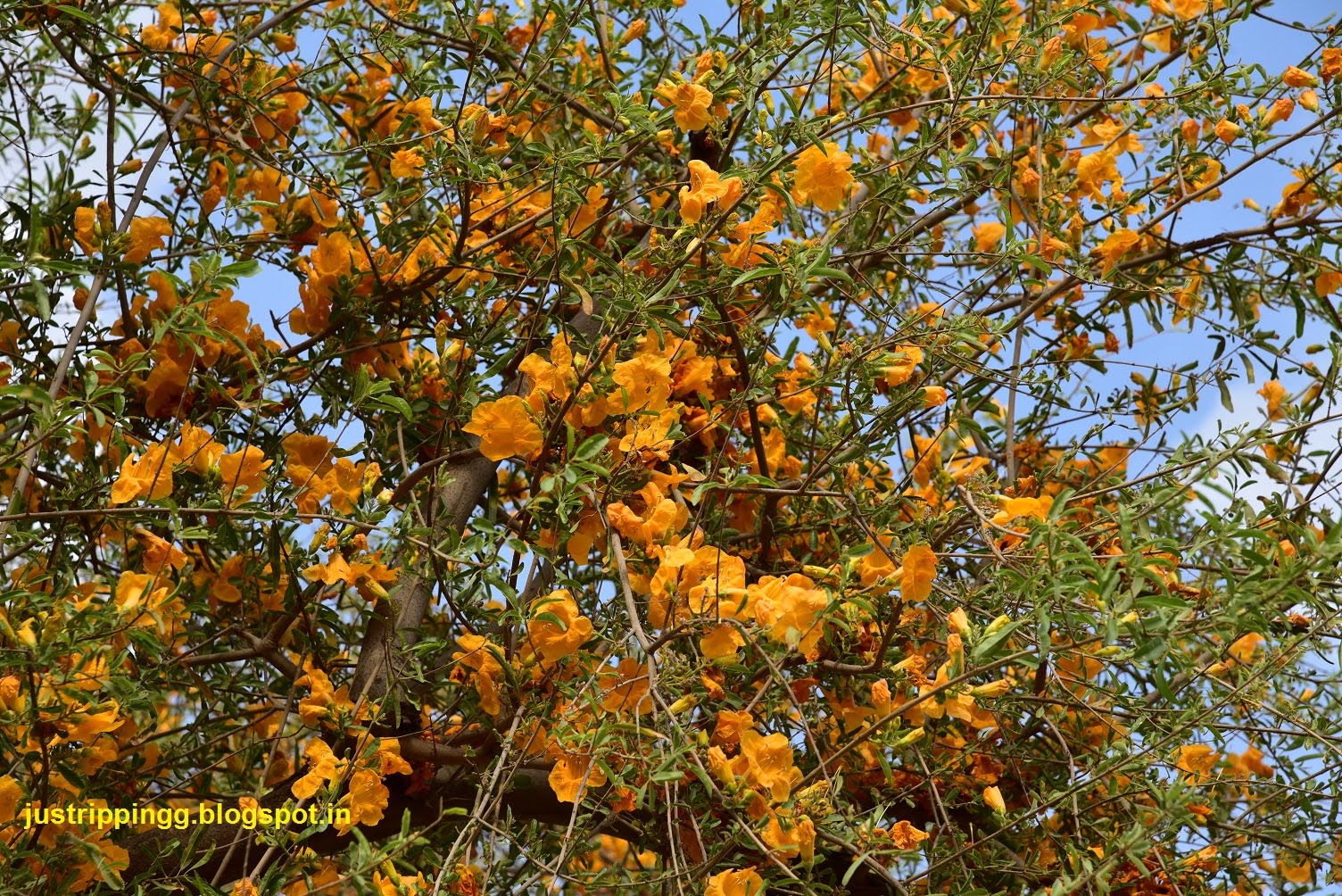 Just Tripping!: Roheda – The Dream in the Desert