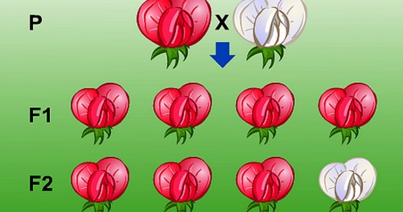 Comment résoudre un exercice de monohybridisme? - SVTEZ