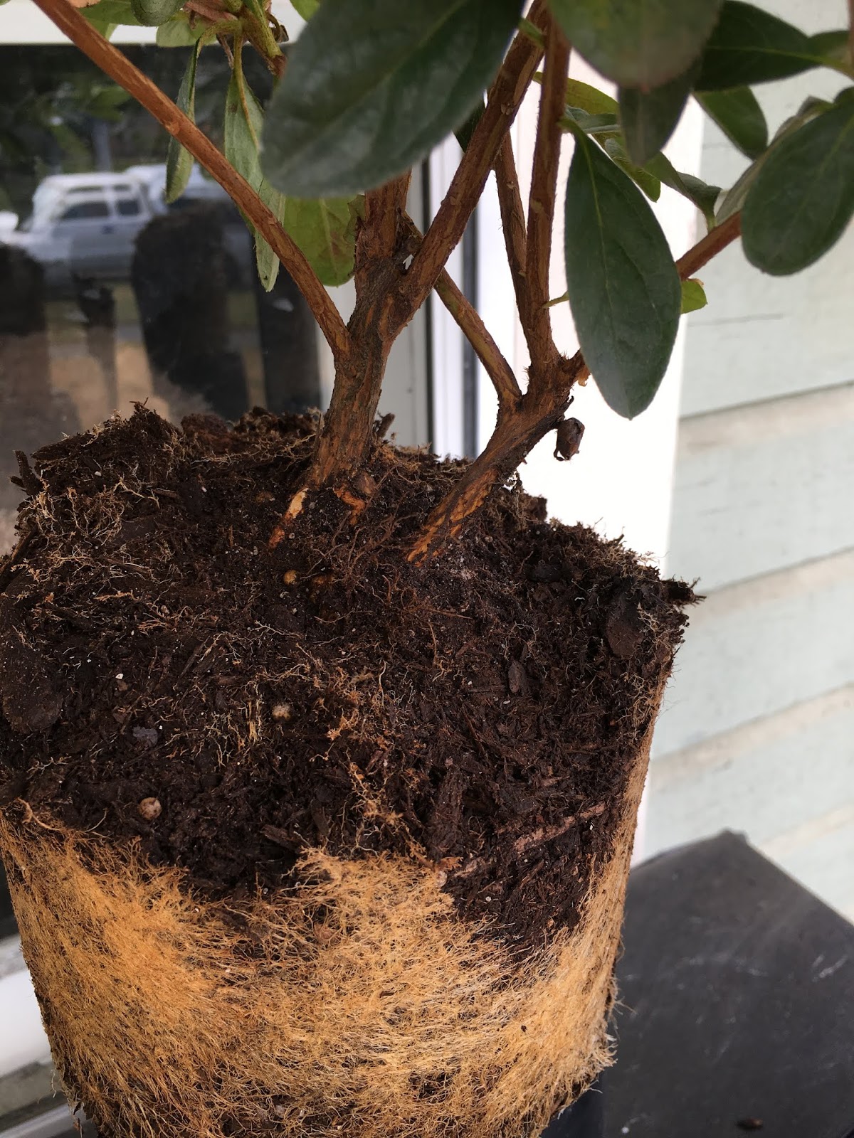 Bonsai Victor: Neagari Azalea - Exposed Root Style Azalea