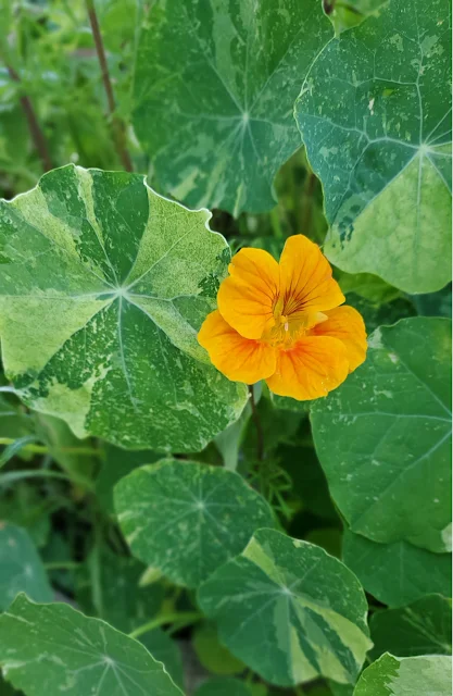 Saving and Planting Nasturtium Seeds - Fresh Eggs Daily® with Lisa Steele