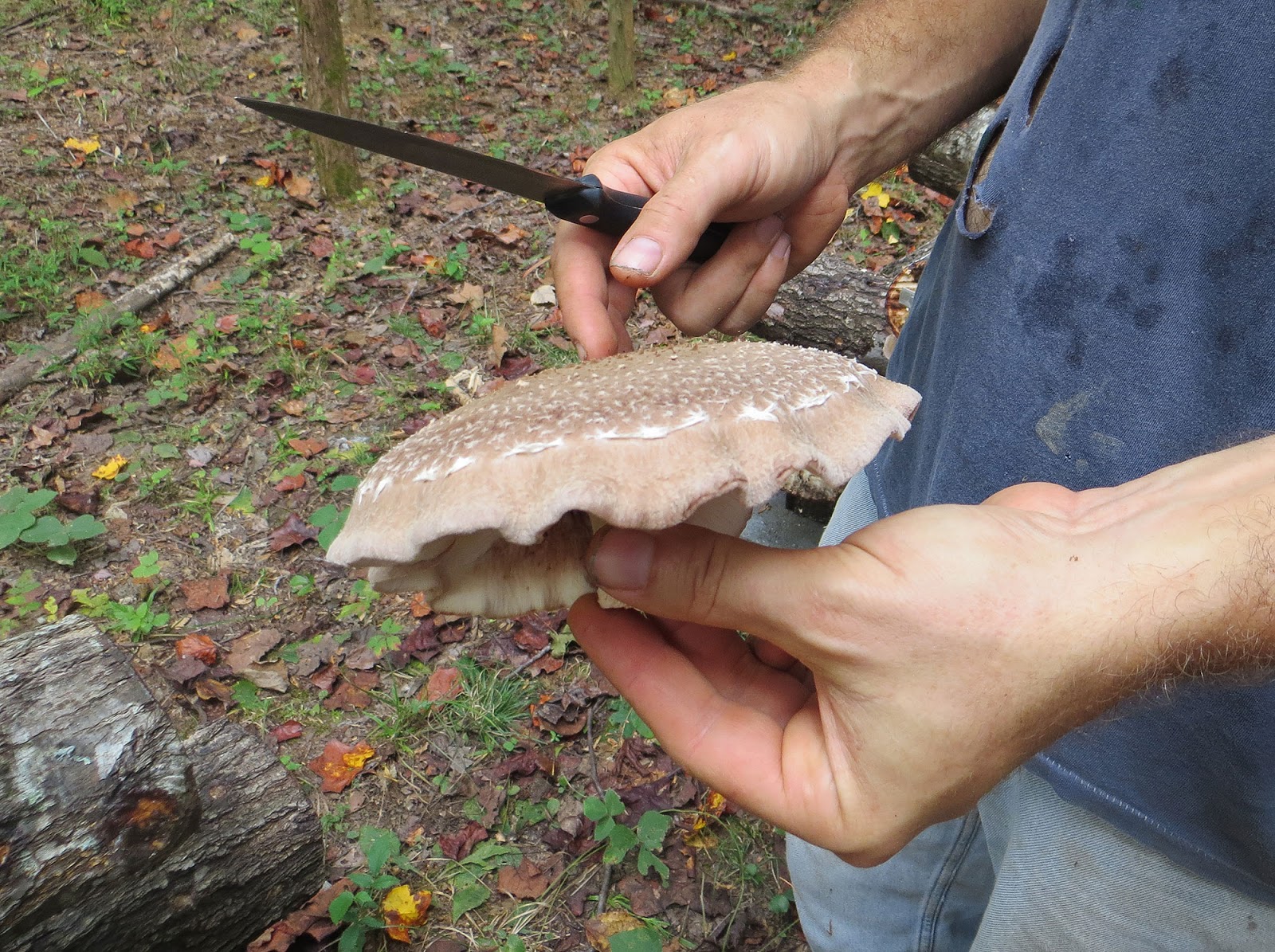 Summer 2015 Update – maitrihomestead.com