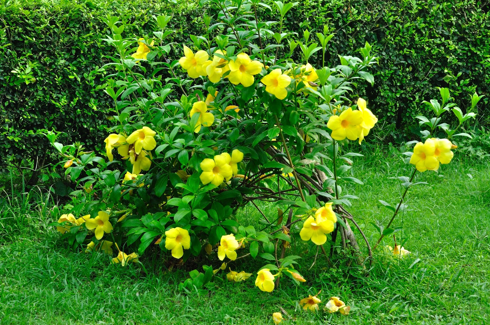 Allamanda polyantha - Alamanda de Cerca