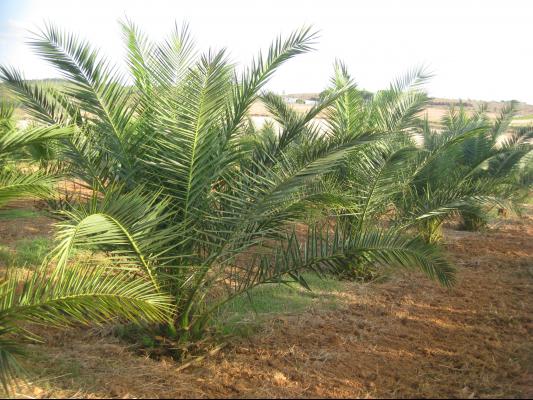 Las plantas: Las Plantas