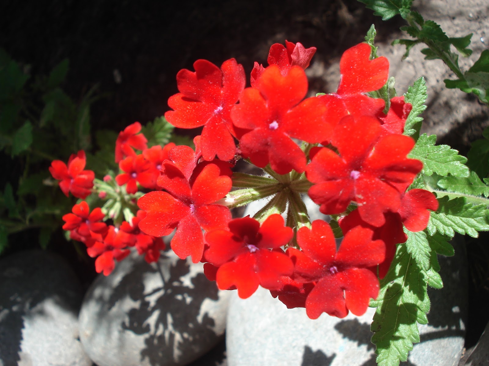 Reverdir **JARDINERIA Y PAISAJISMO**: EL COLOR DE LAS FLORES, rojo en ...