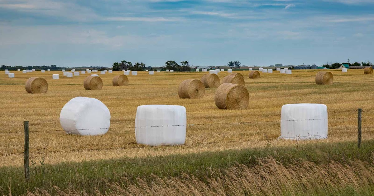 The view from here: Marshmallows and Hay Bales
