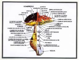 NATURALEZA: Hongos y setas (3) | Pintasilvas