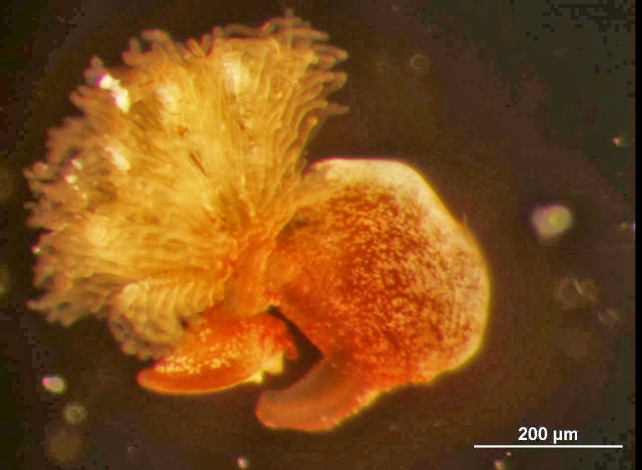 The Aculiferan Hunter: 2014