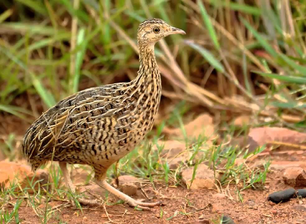 Vivir la Fe Católica: La perdiz tierna - P. Leonardo Castellani