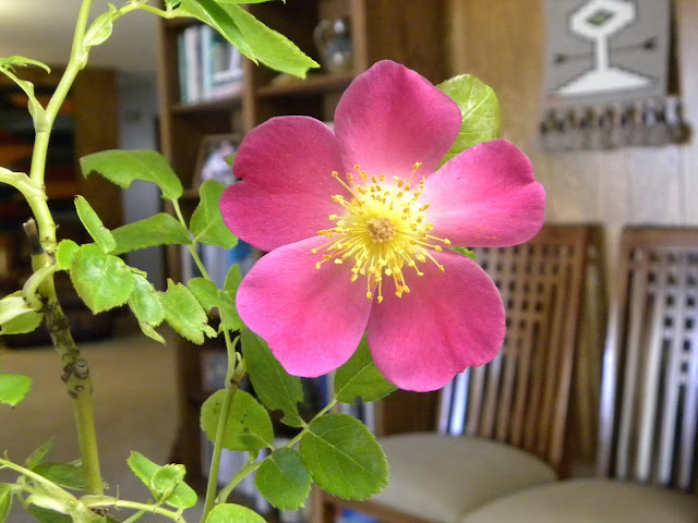 Red Dirt Roses: Carlin's Rhythm and Dragon's Blood