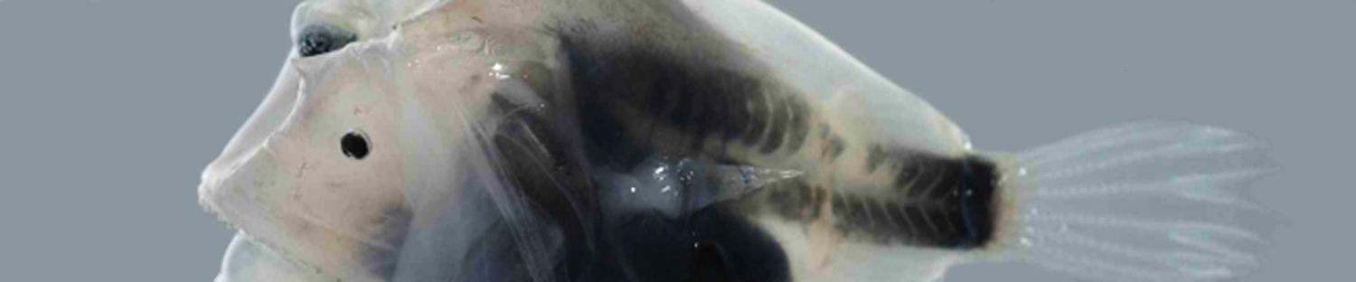 Artes de Pesca: ACTINOPTERYGII