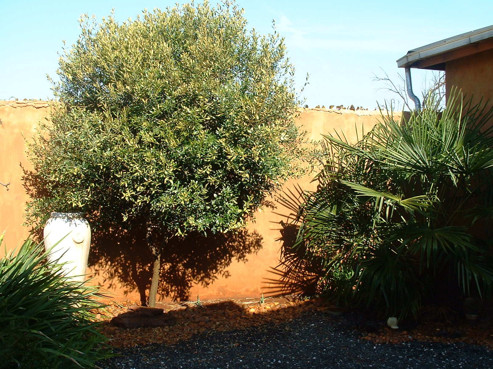 Hedgie's Nature Journal : Sacred Earth Plant - Wild Olive