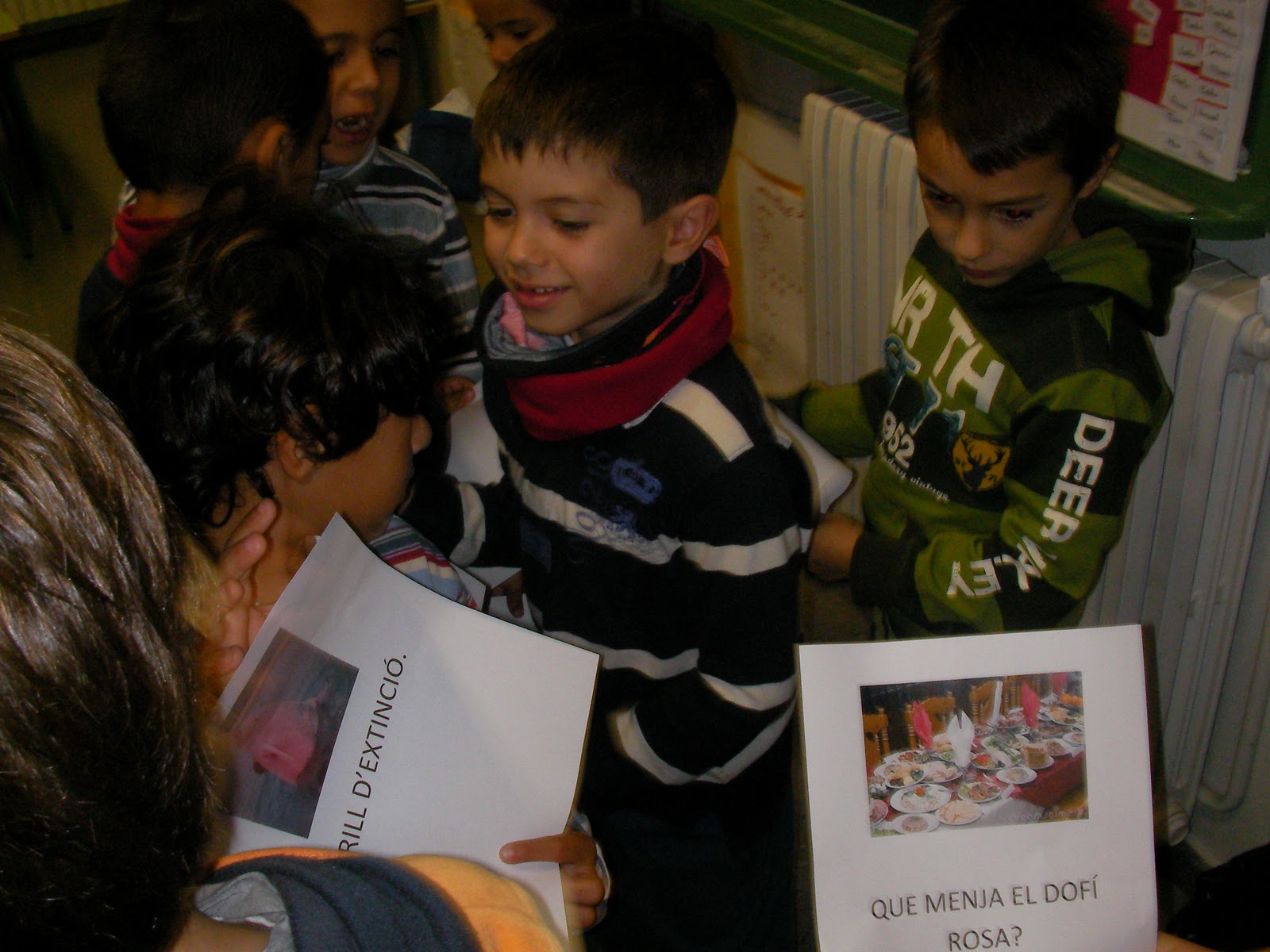 CLASSE DE LA SELVA: EL DOFÍ ROSA