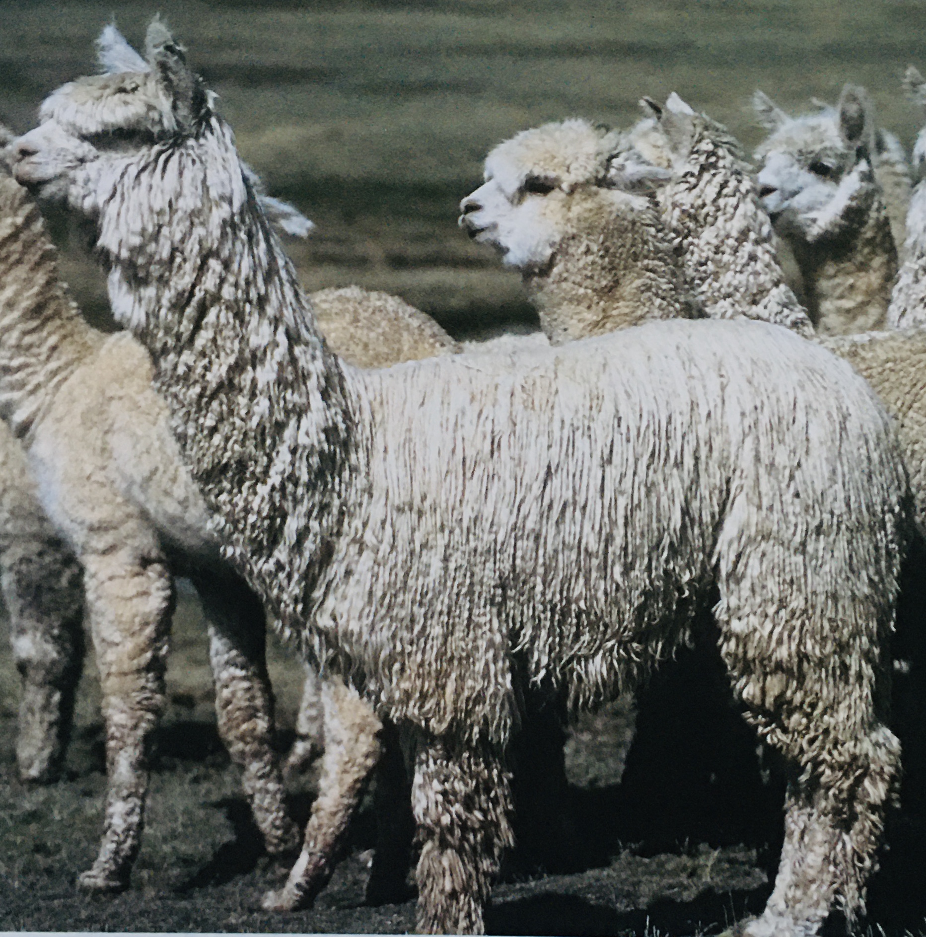 Zootecnia Digital: El enigma de las alpacas CHILI.